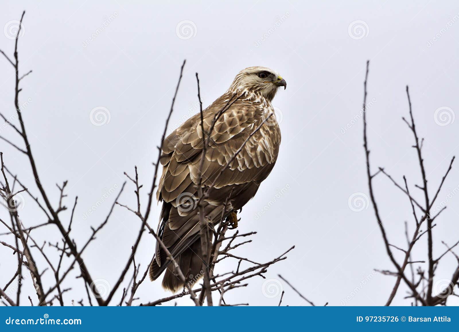 The Common Buzzard, Buteo Buteo Stock Photo - Image of bough, sitting ...