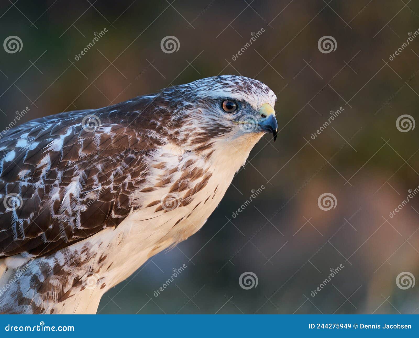 Common buzzard Buteo buteo stock image. Image of prey - 244275949