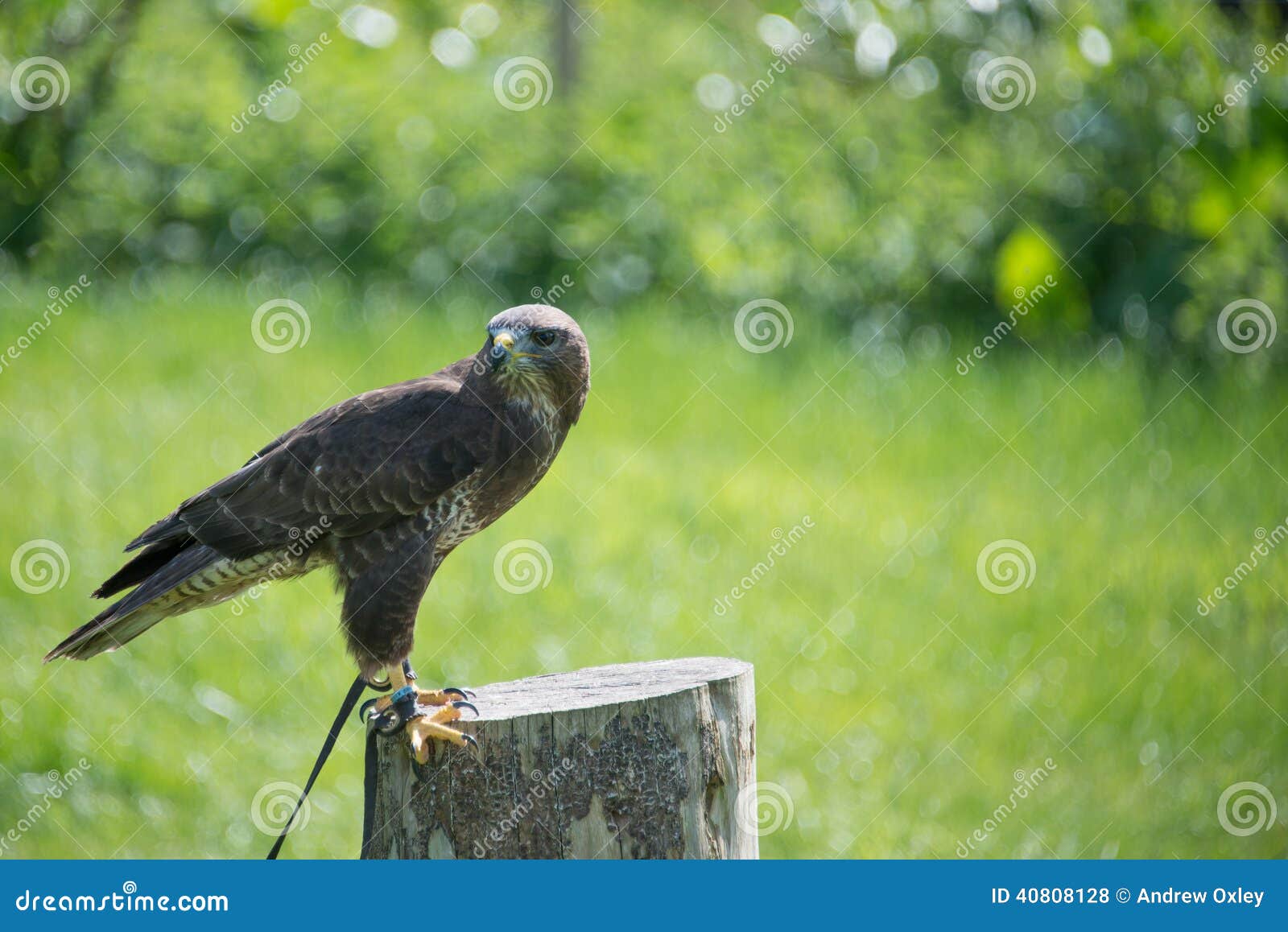 Common Buzzard stock photo. Image of eagle, hawk, claws - 40808128