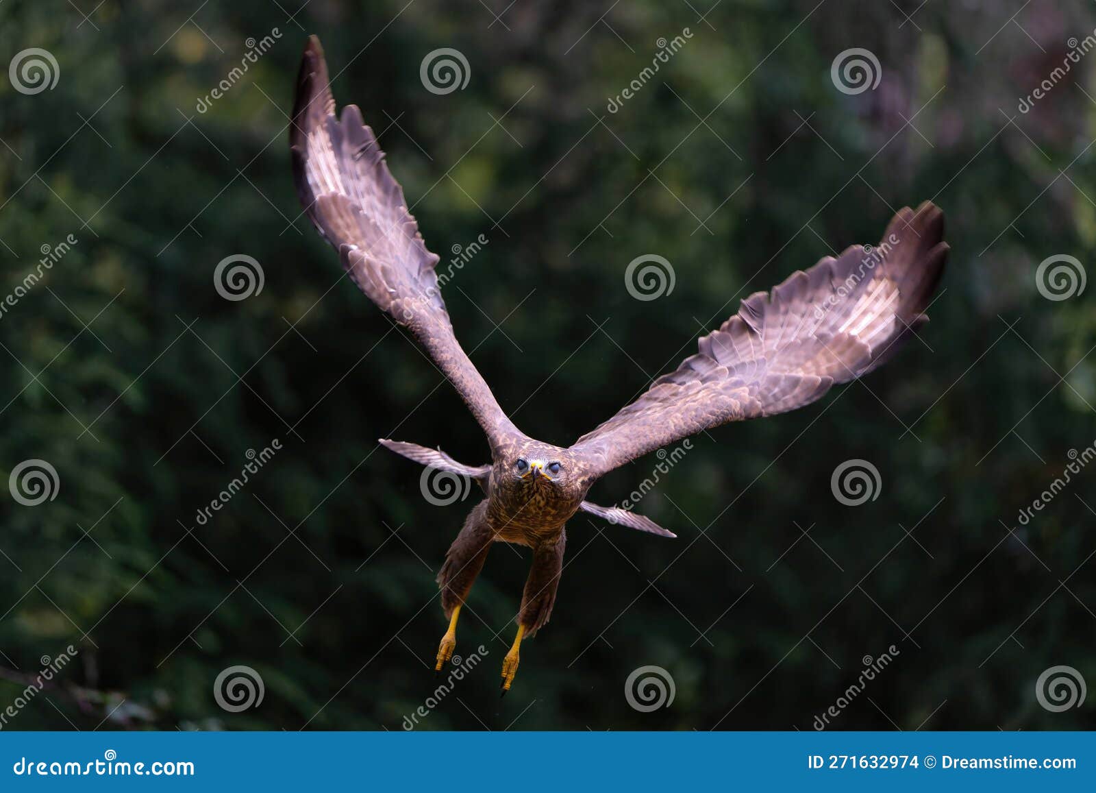Common Buzzard Flying in the Forest Stock Photo - Image of flight ...