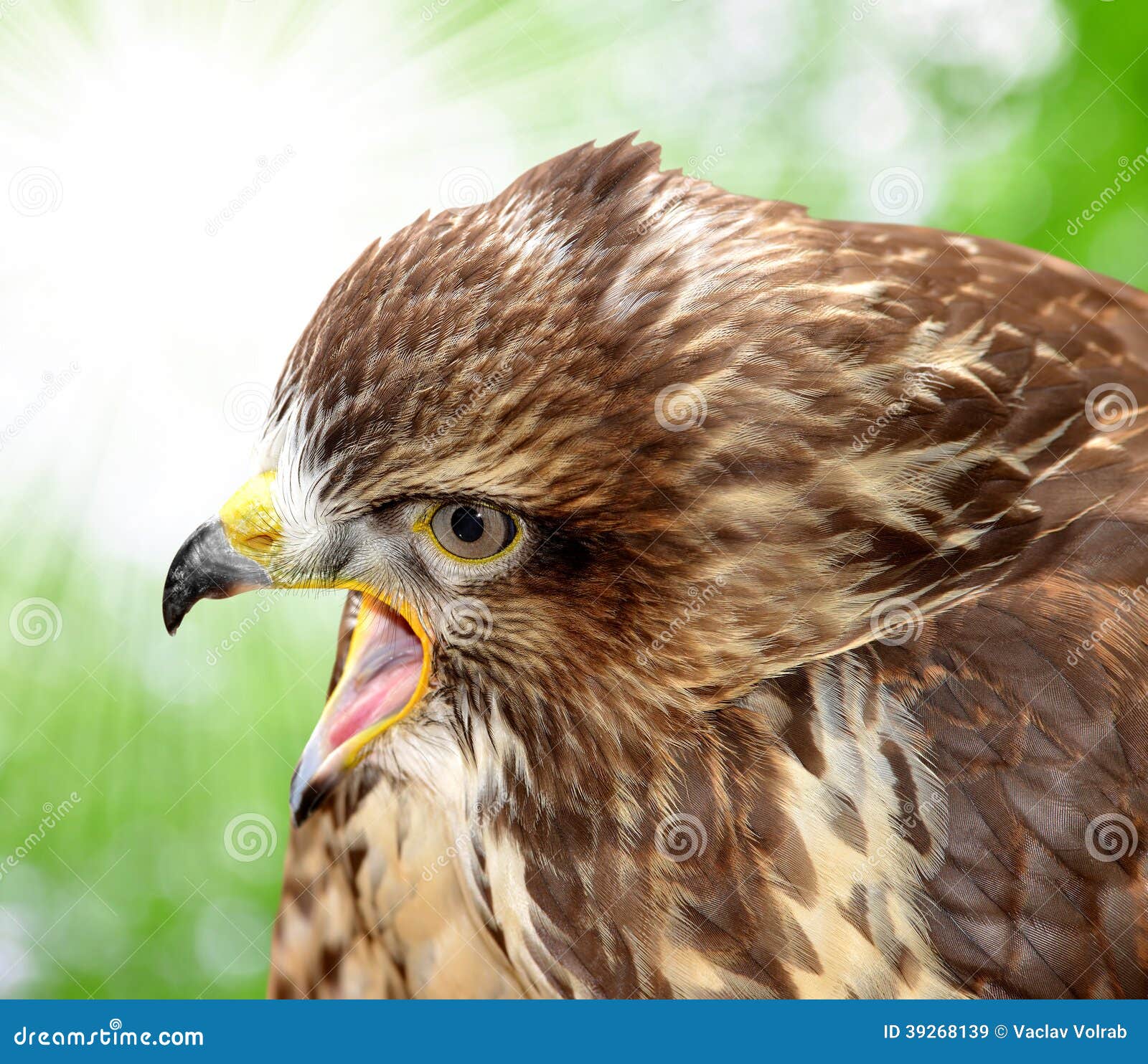 Common Buzzard stock image. Image of bird, hunting, wildlife - 39268139