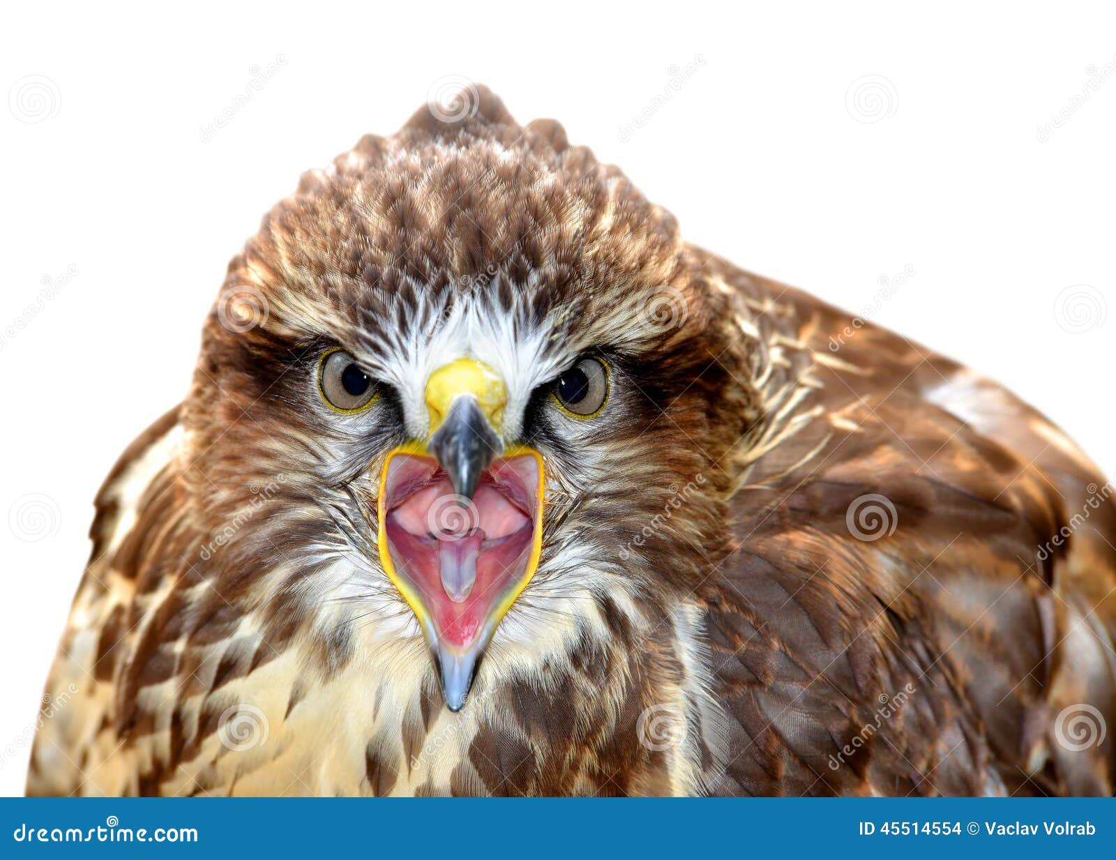 Common Buzzard Buteo buteo stock photo. Image of hunting - 45514554
