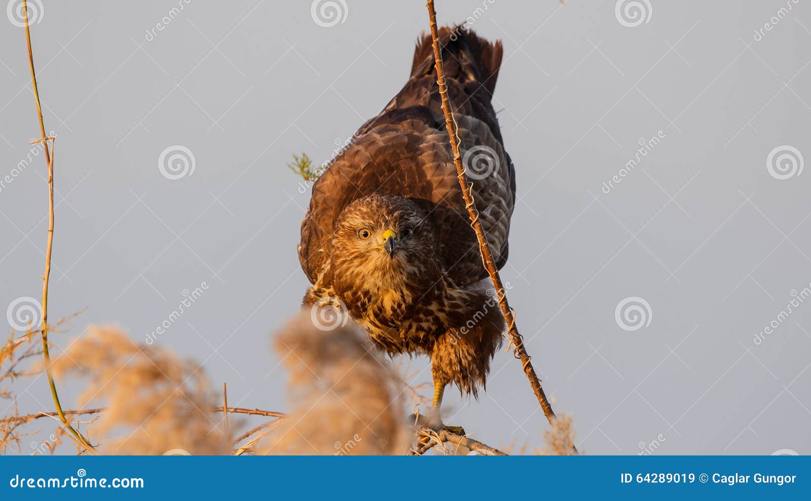 Common Buzzard stock image. Image of wildlife, perching - 64289019