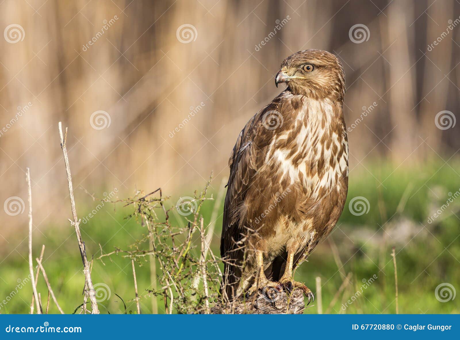 Common Buzzard stock photo. Image of looking, common - 67720880