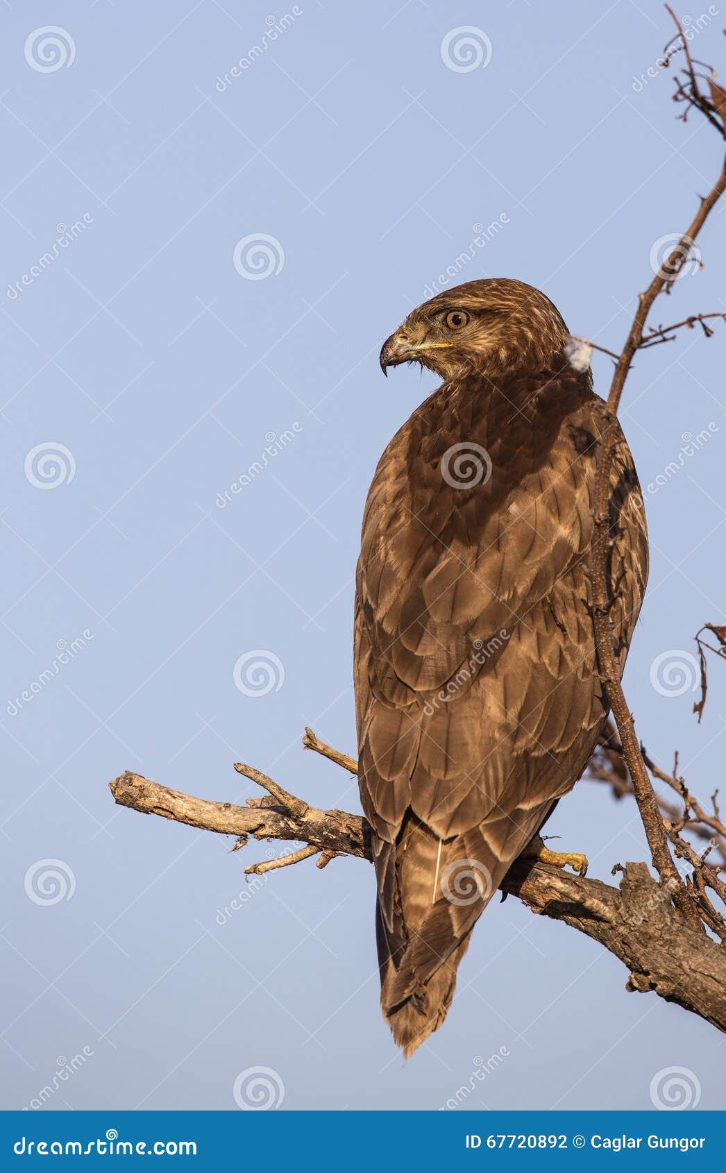 Common Buzzard stock photo. Image of grass, left, bush - 67720892