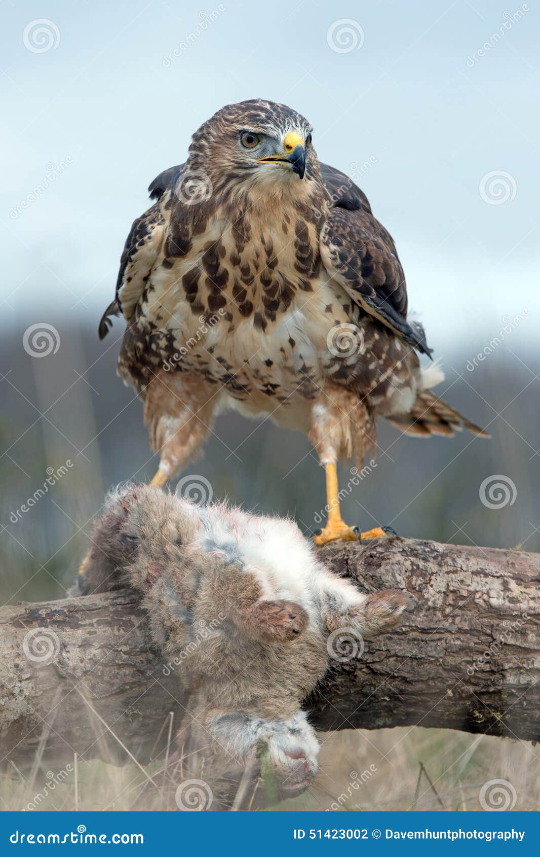 Common Buzzard (Buteo Buteo) Stock Photo - Image of common, feathers ...