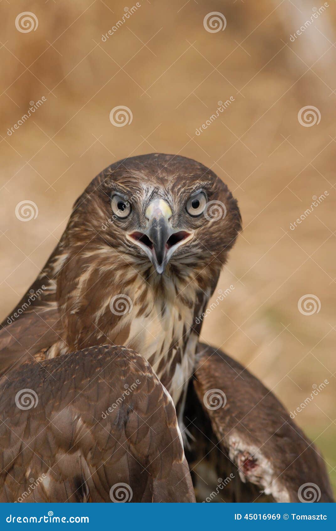 Common Buzzard (Buteo Buteo) Stock Image - Image of buzzard, carnivore ...