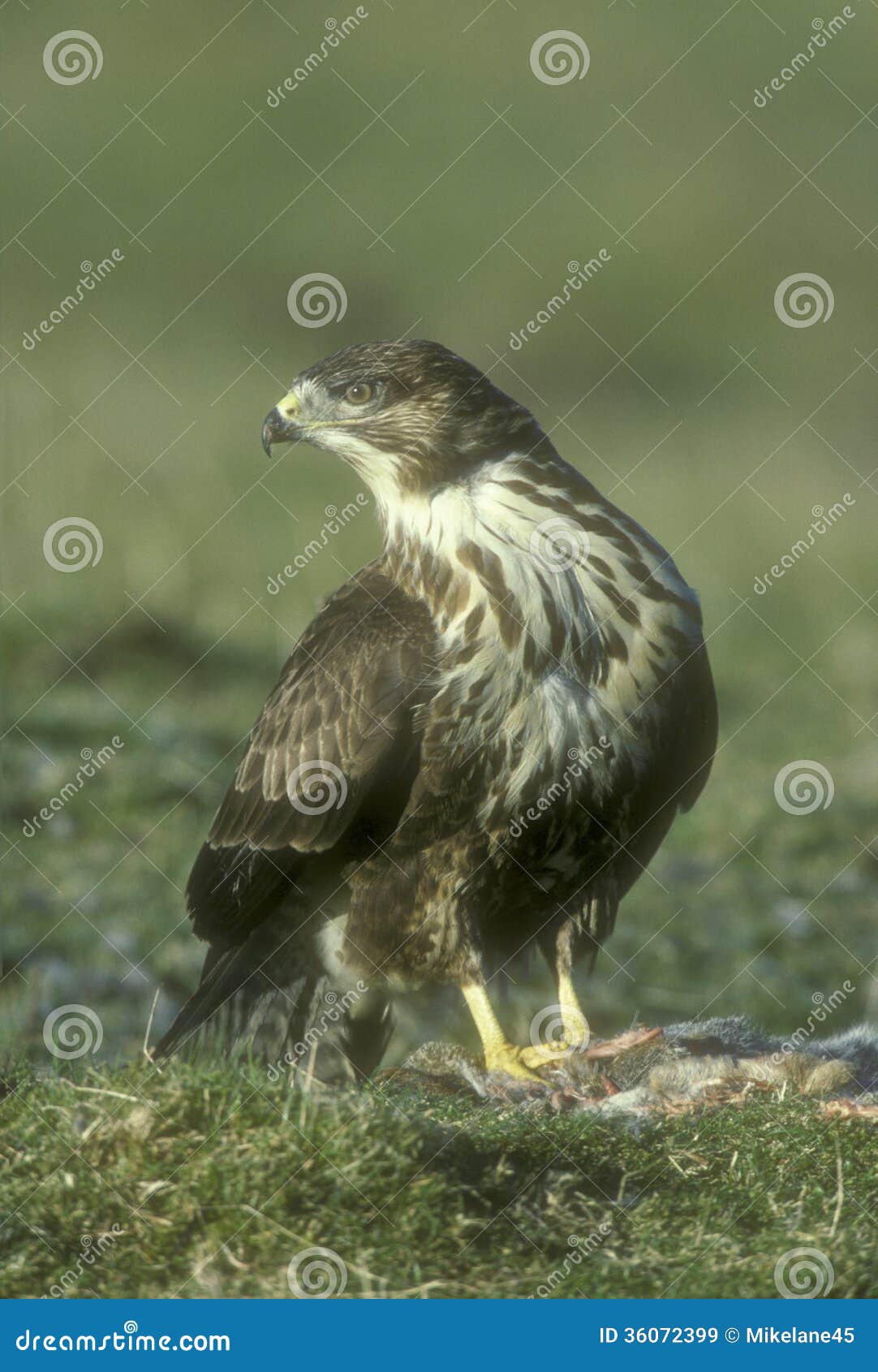 Common Buzzard, Buteo Buteo Stock Image - Image of common, britain ...