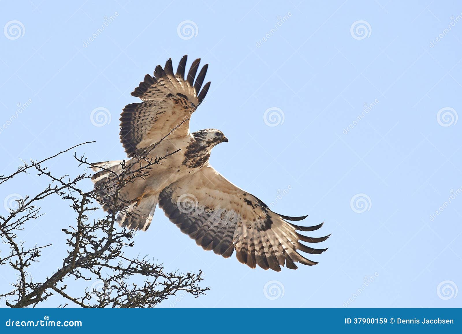Common Buzzard (Buteo Buteo) Stock Image - Image of common, prey: 37900159