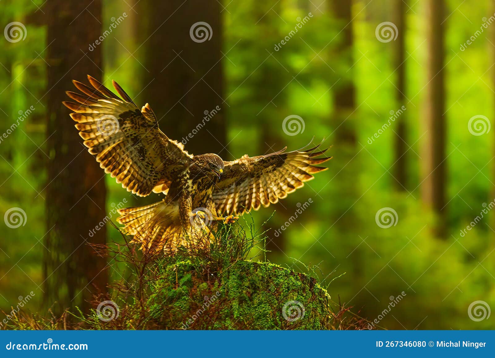 Common Buzzard Buteo Buteo in a Coniferous Forest Stock Photo - Image ...