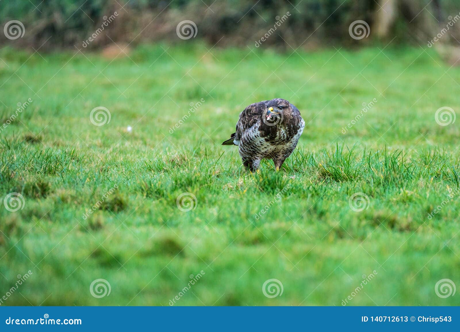 Common Buzzard Buteo Buteo Feeding on the Ground Stock Image - Image of ...