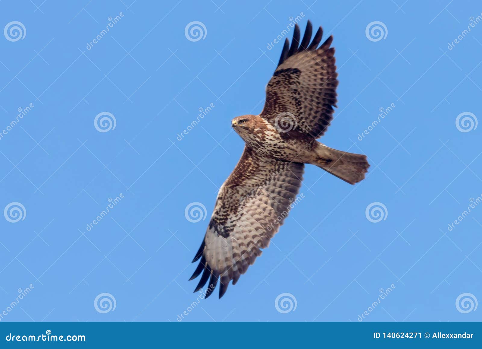 Common Buzzard Buteo Buteo in Flight Stock Image - Image of nature ...