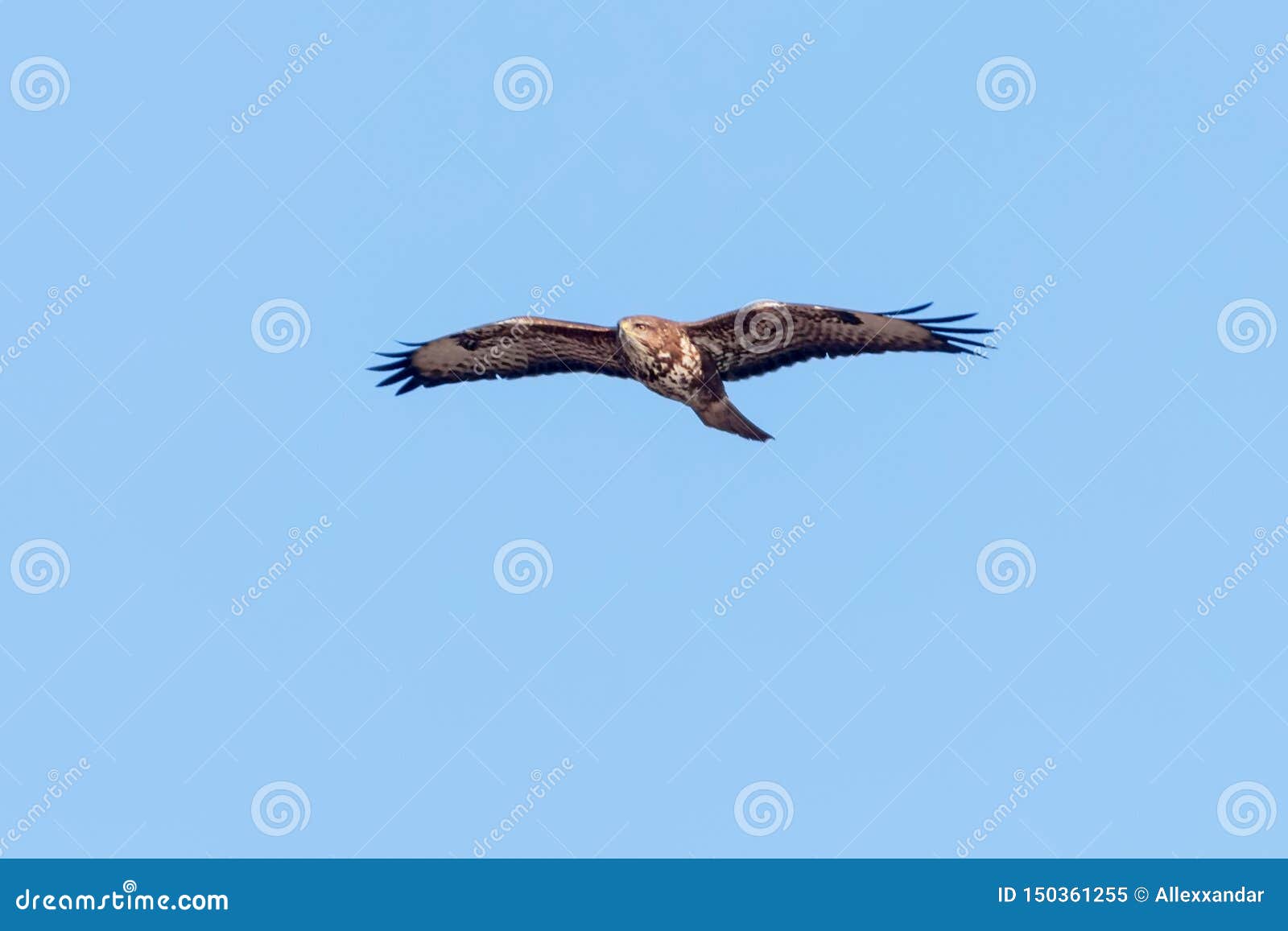 Common Buzzard Buteo Buteo in Flight, Back View Stock Image - Image of ...
