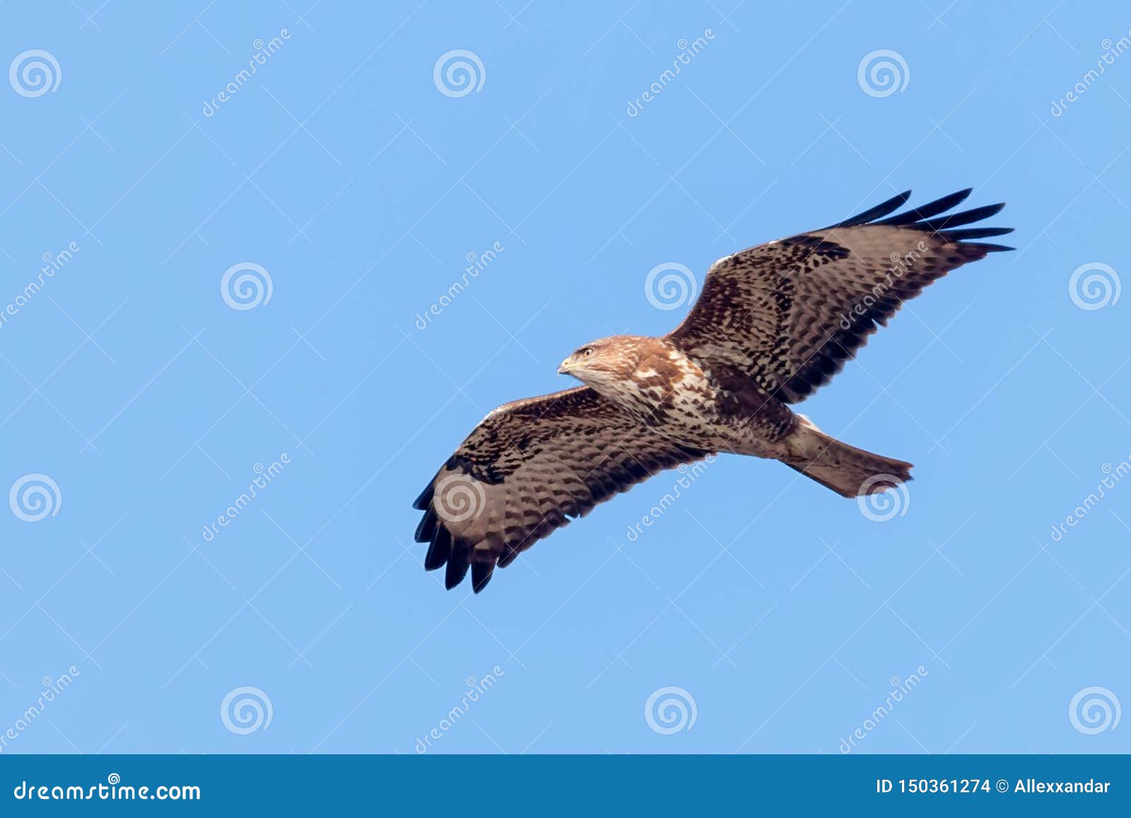 Common Buzzard Buteo Buteo in Flight, Back View Stock Photo - Image of ...