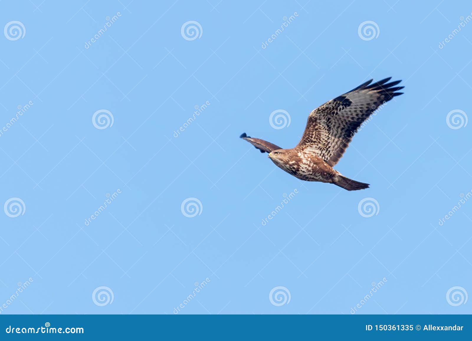 Common Buzzard Buteo Buteo in Flight, Back View Stock Image - Image of ...