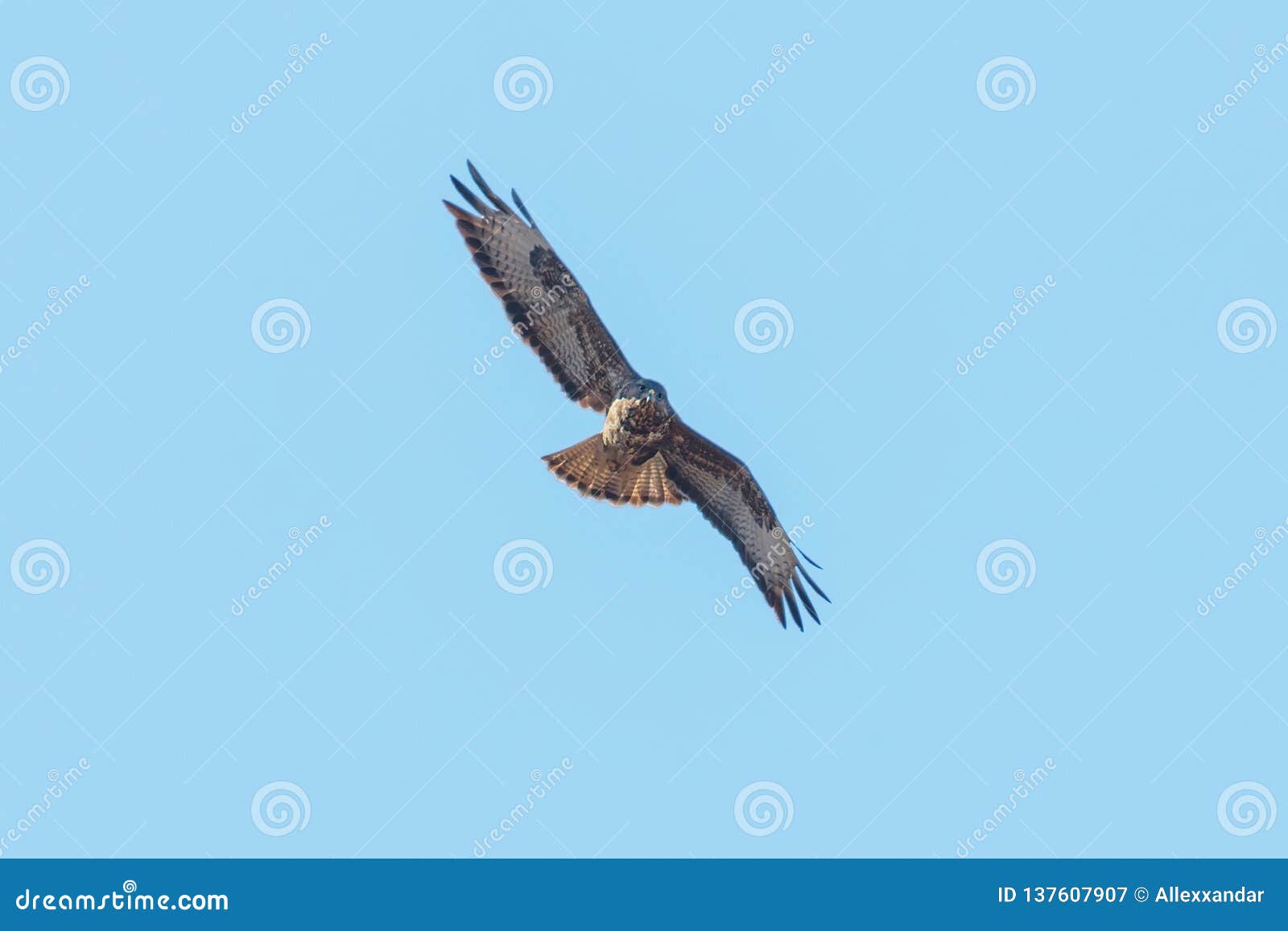 Common Buzzard Buteo Buteo in Flight Blue Sky Stock Image - Image of ...