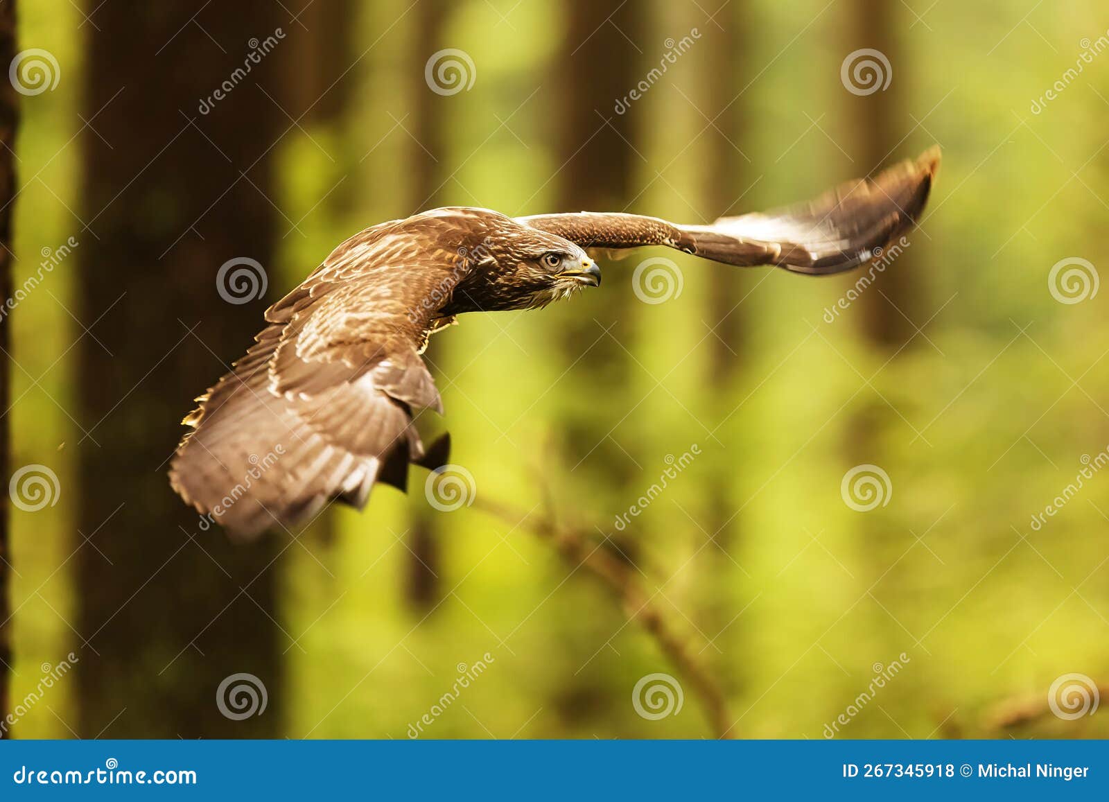 Common Buzzard Buteo Buteo during the Flight through the Forest Stock ...