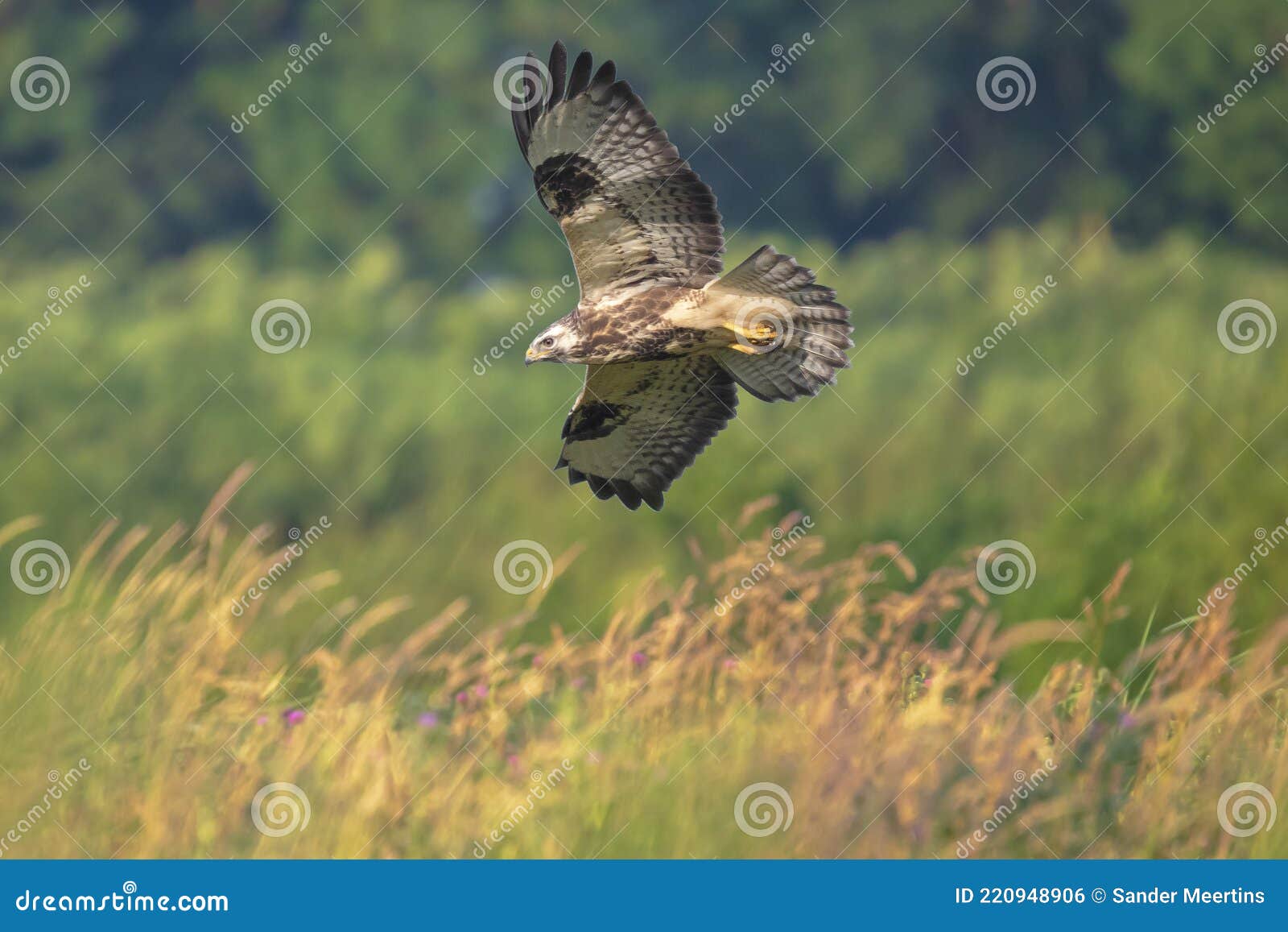 Common Buzzard, Buteo Buteo, in Flight Stock Photo - Image of hunting ...