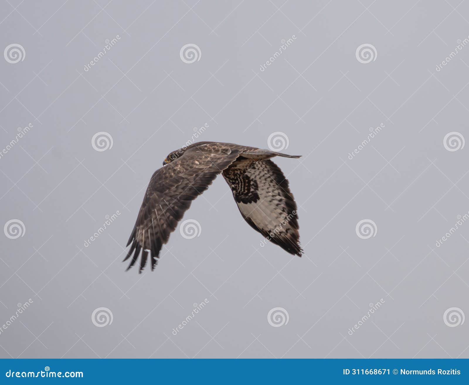 The Common Buzzard (Buteo Buteo) in Flight Overhead. Stock Image ...
