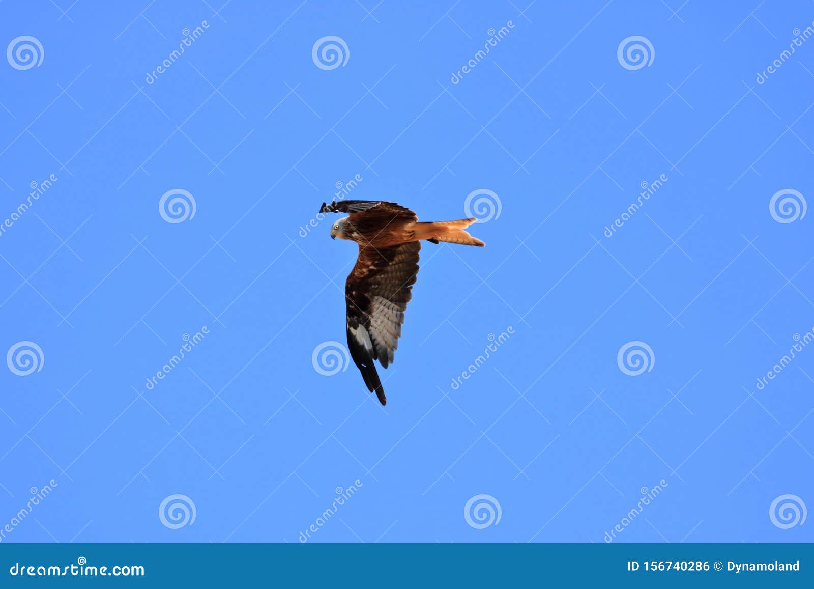 Common Buzzard Buteo Buteo Flying in Air Stock Photo - Image of buteo ...
