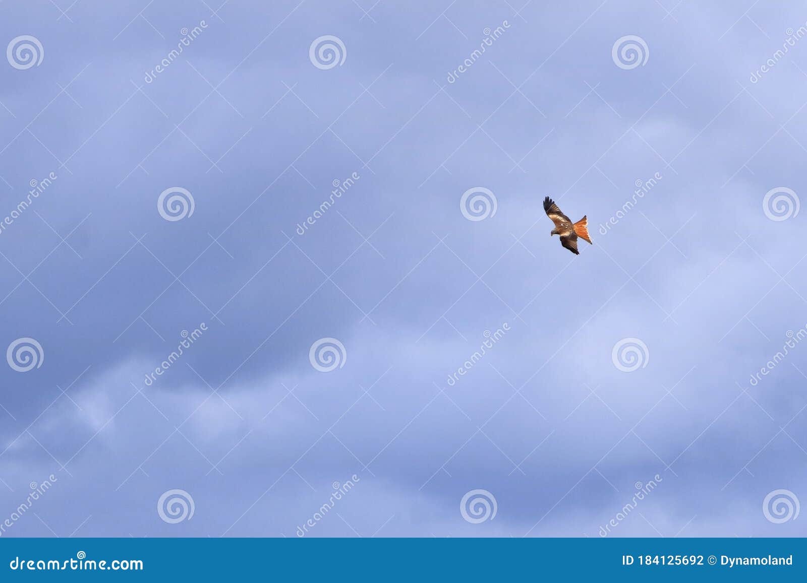Common Buzzard Buteo Buteo Flying in Air Stock Photo - Image of looking ...