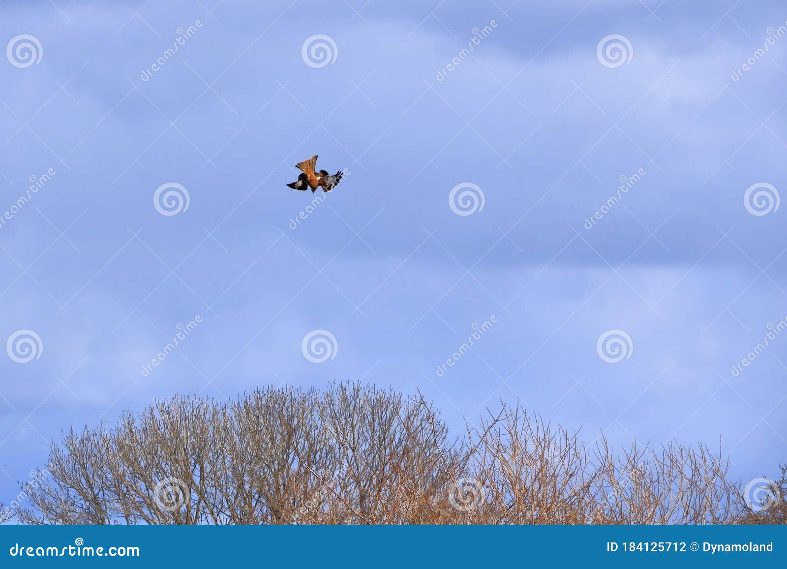 Common Buzzard Buteo Buteo Flying in Air Stock Photo - Image of jagt ...