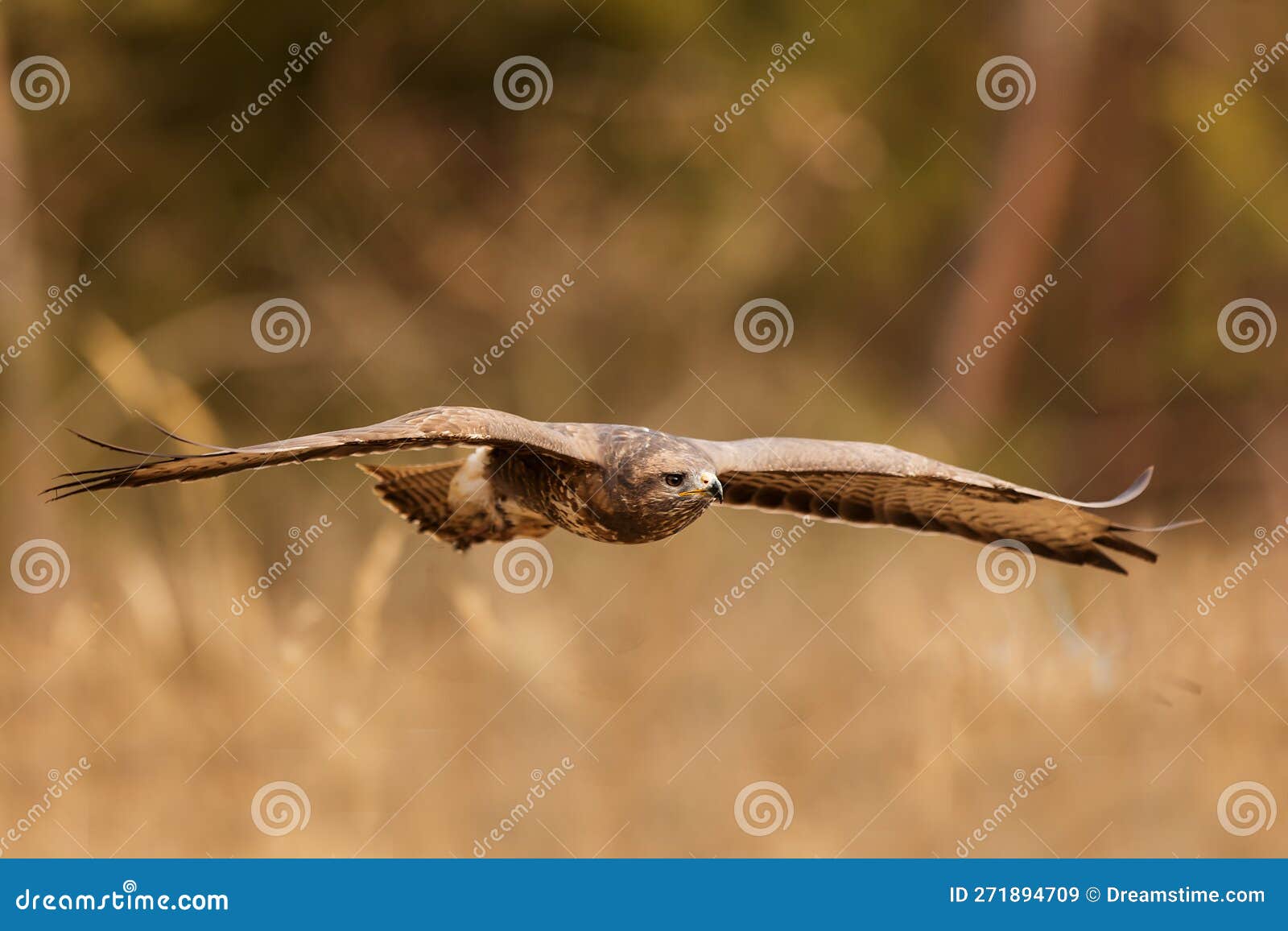 Common Buzzard (Buteo Buteo) Flying through the Forest Stock Image ...