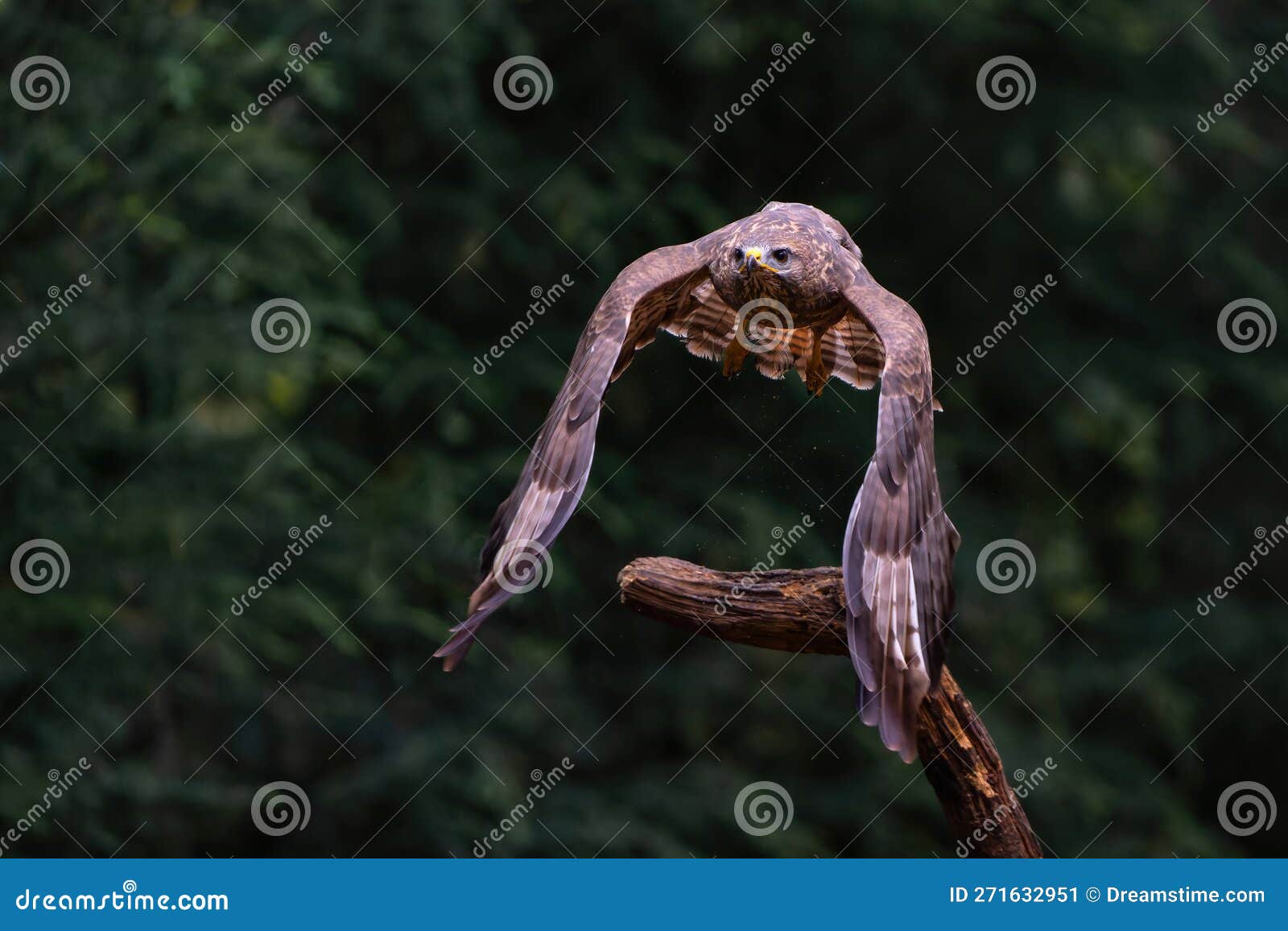 Common Buzzard Flying in the Forest Stock Image - Image of powerful ...