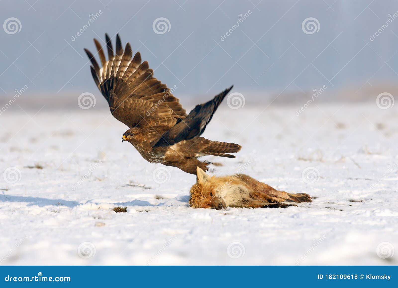 The Common Buzzard Buteo Buteo with Food. Flying Common Buzzard Stock ...