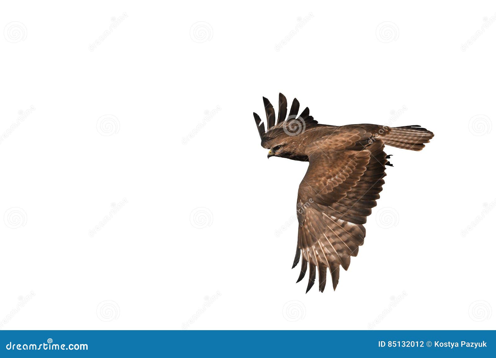 Common Buzzard Buteo Isolated on White Stock Photo - Image of grass ...