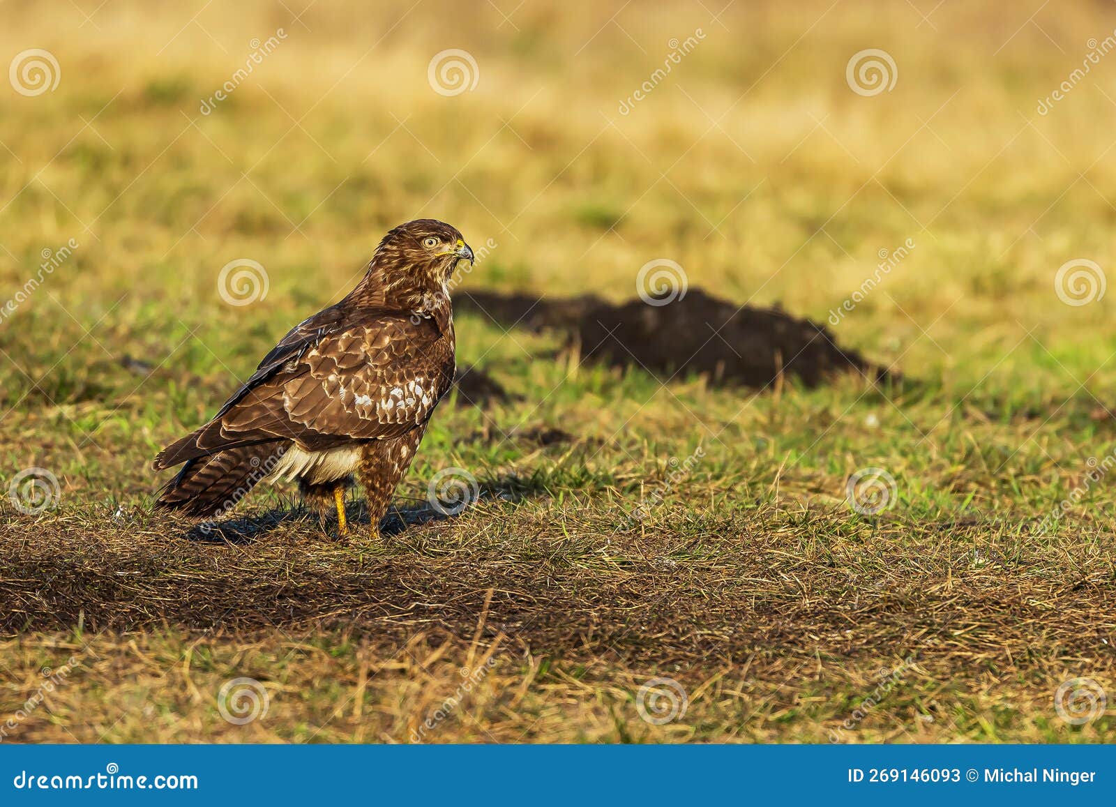 Common Buzzard Buteo Buteo Looking for Food Stock Image - Image of ...