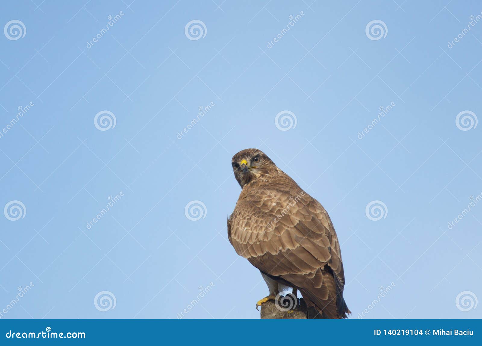 Common Buzzard Buteo buteo stock photo. Image of range - 140219104