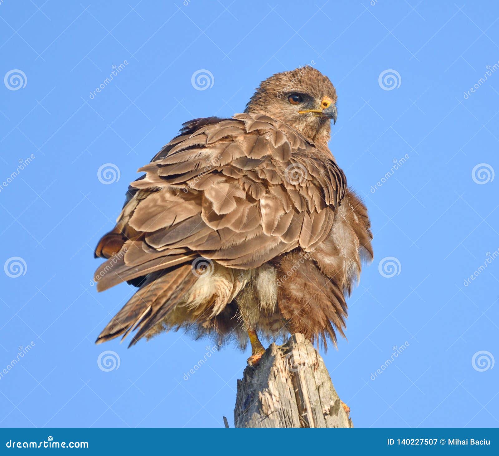 Common Buzzard Buteo buteo stock image. Image of migratory - 140227507