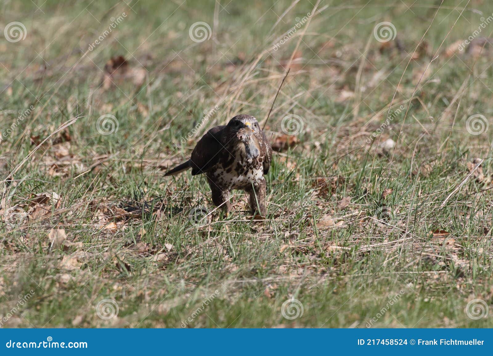Common Buzzard (Buteo Buteo) with Prey Mouse Germany Stock Photo ...
