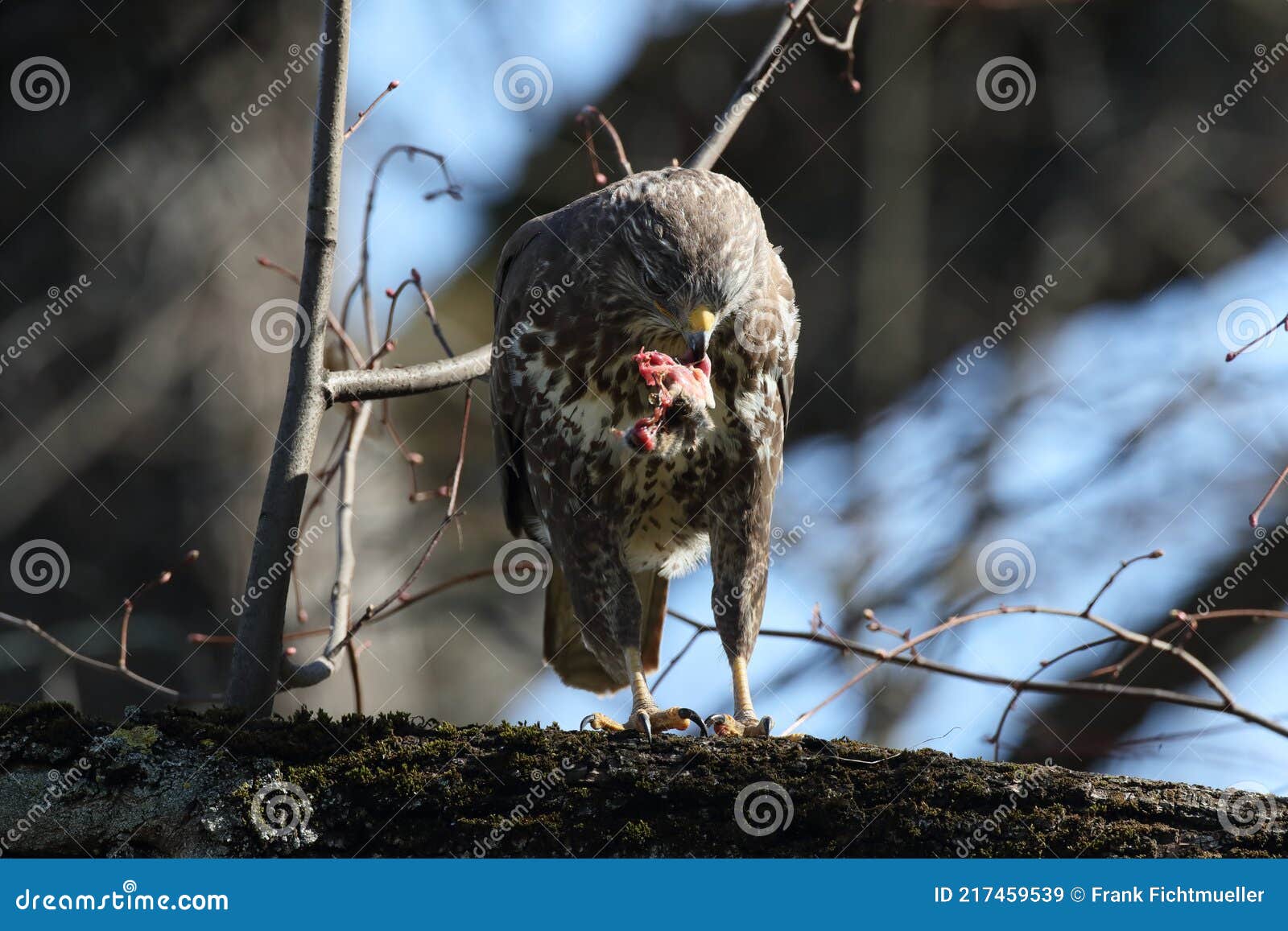 Common Buzzard (Buteo Buteo) with Prey Mouse Germany Stock Image ...