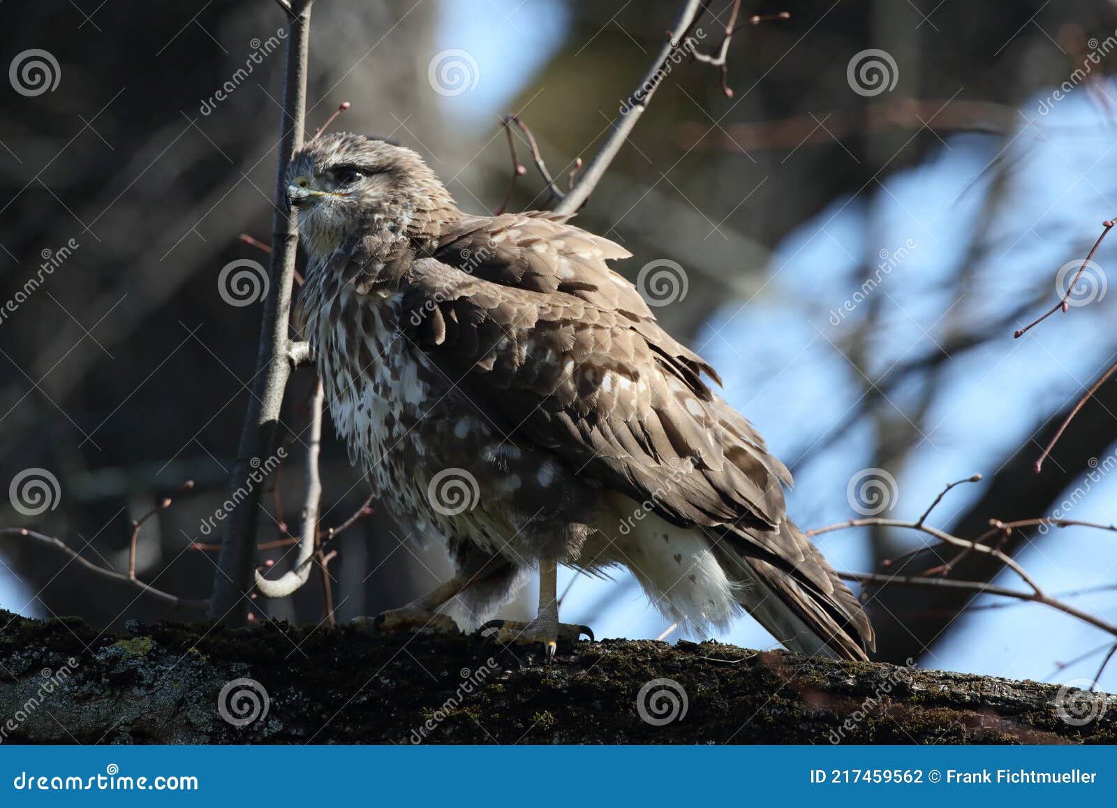 Common Buzzard & X28;Buteo Buteo& X29; with Prey Mouse Germany Stock ...
