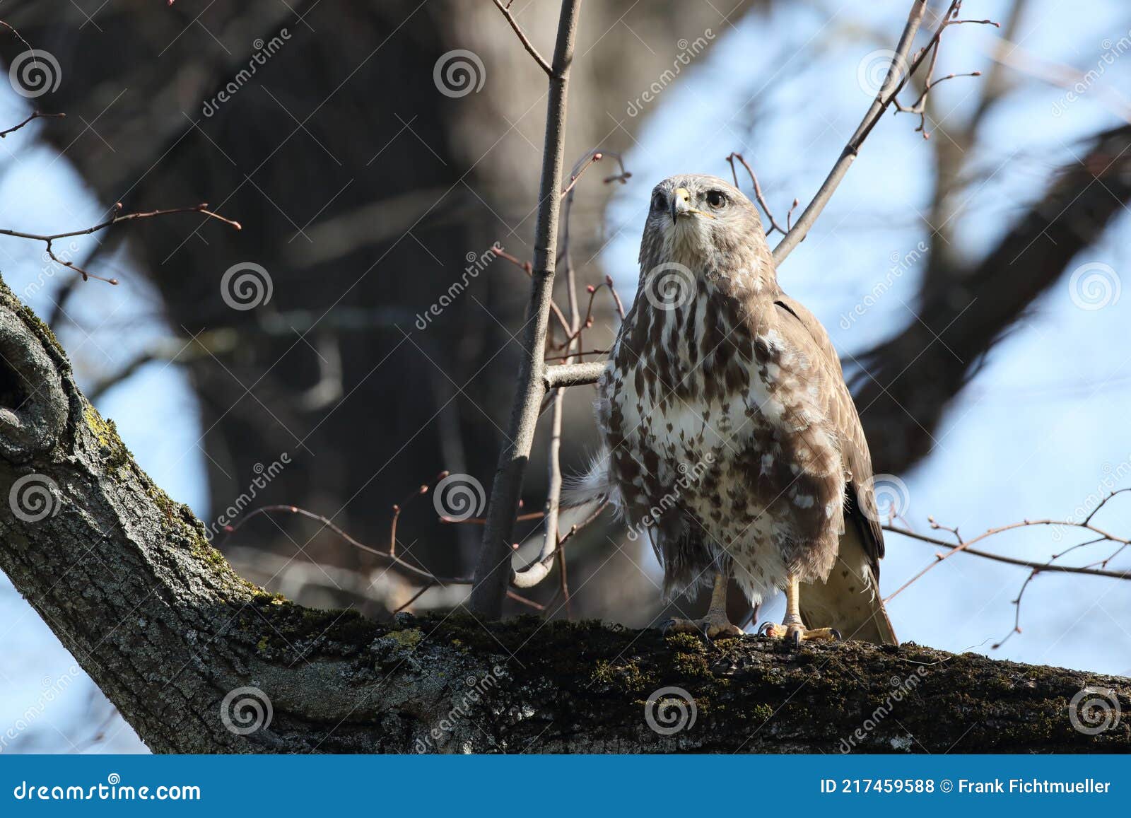 Common Buzzard & X28;Buteo Buteo& X29; with Prey Mouse Germany Stock ...