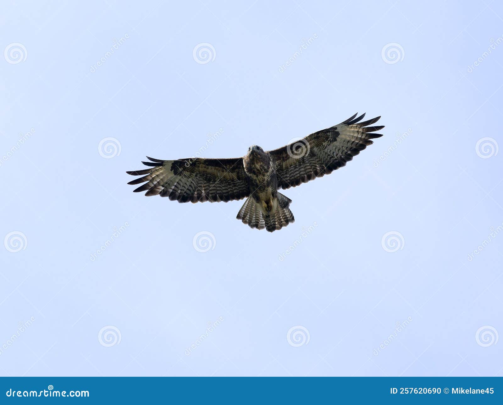 Common Buzzard, Buteo Buteo Stock Photo - Image of flight, fauna: 257620690