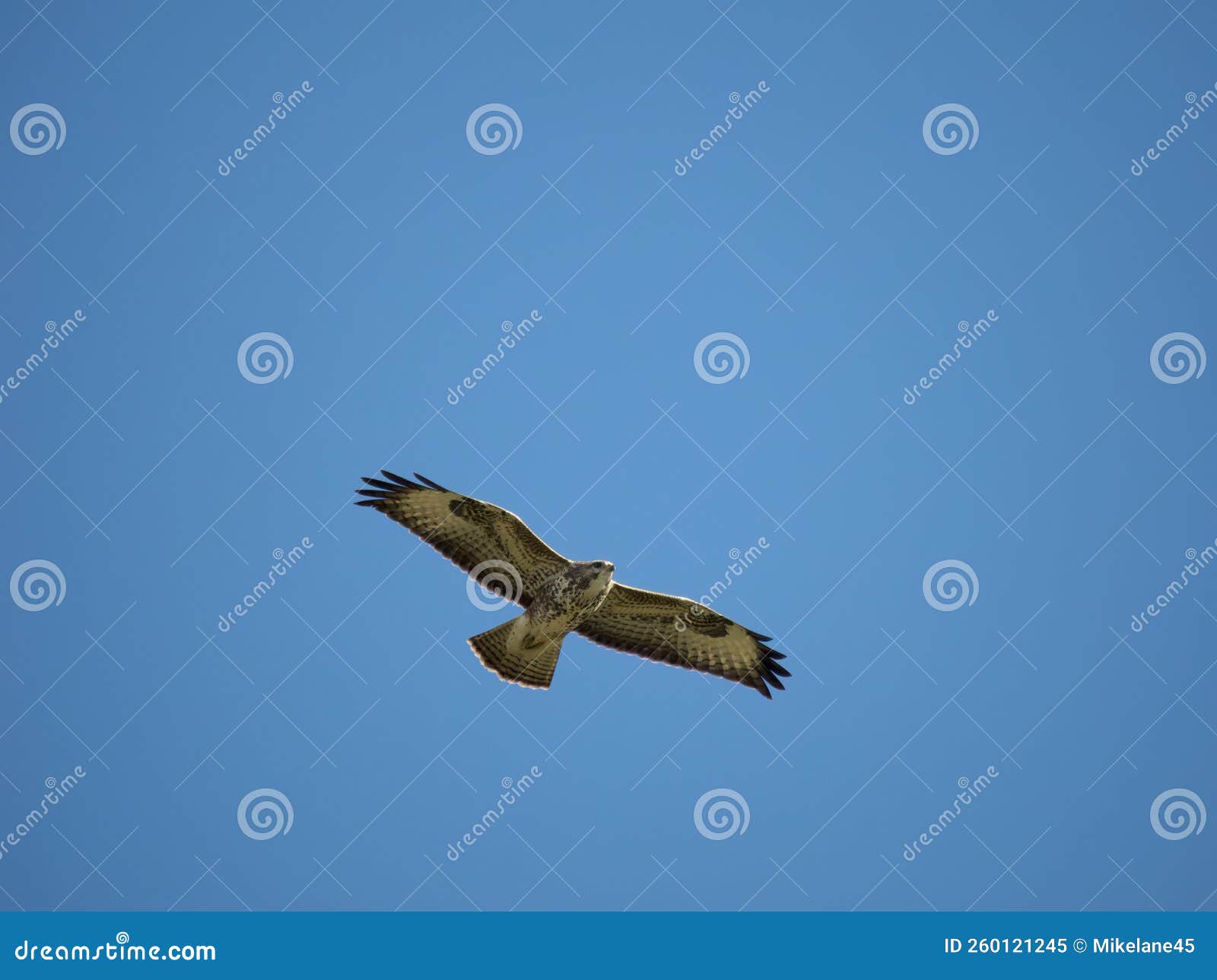 Common Buzzard, Buteo Buteo Stock Image - Image of nature, flying ...