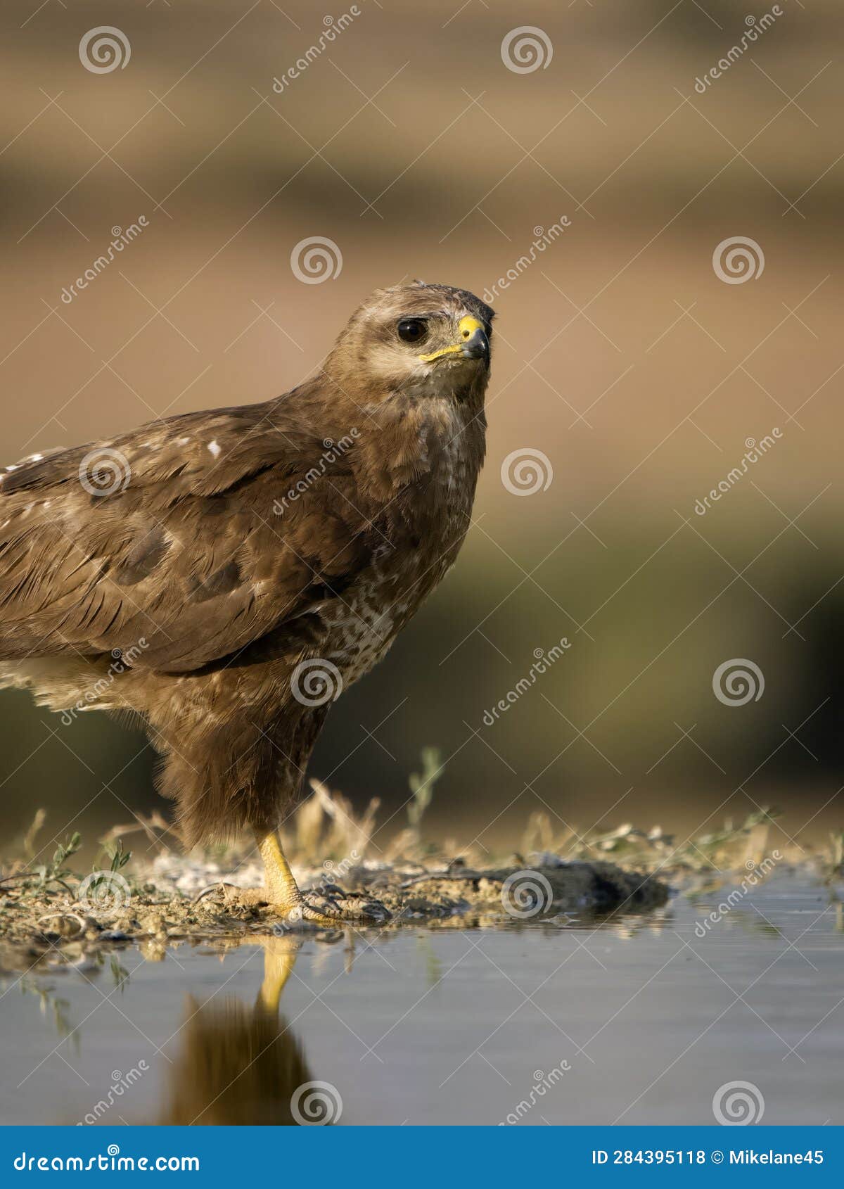 Common Buzzard, Buteo Buteo Stock Photo - Image of buzzard, wildlife ...
