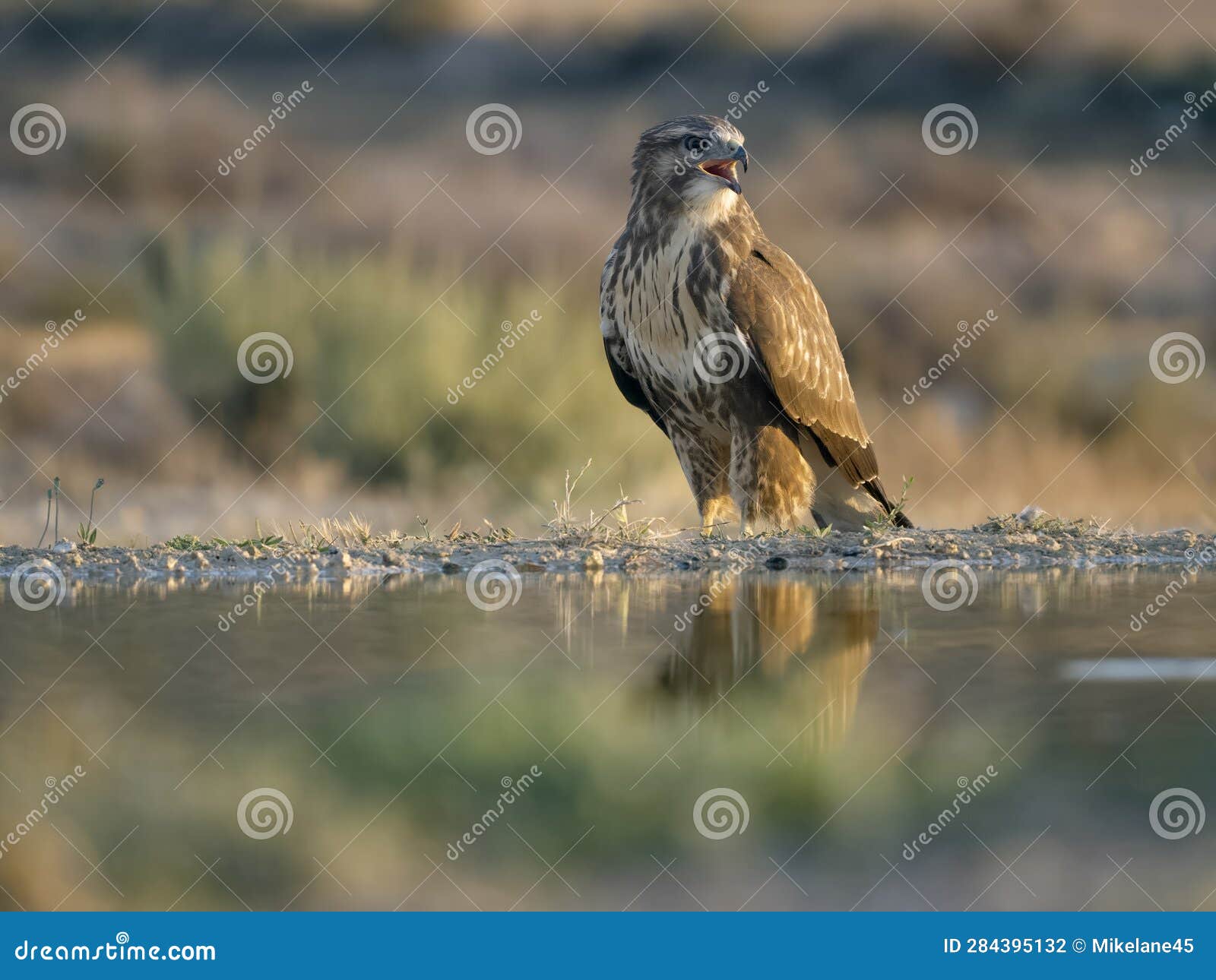 Common Buzzard, Buteo Buteo Stock Photo - Image of animal, nature ...