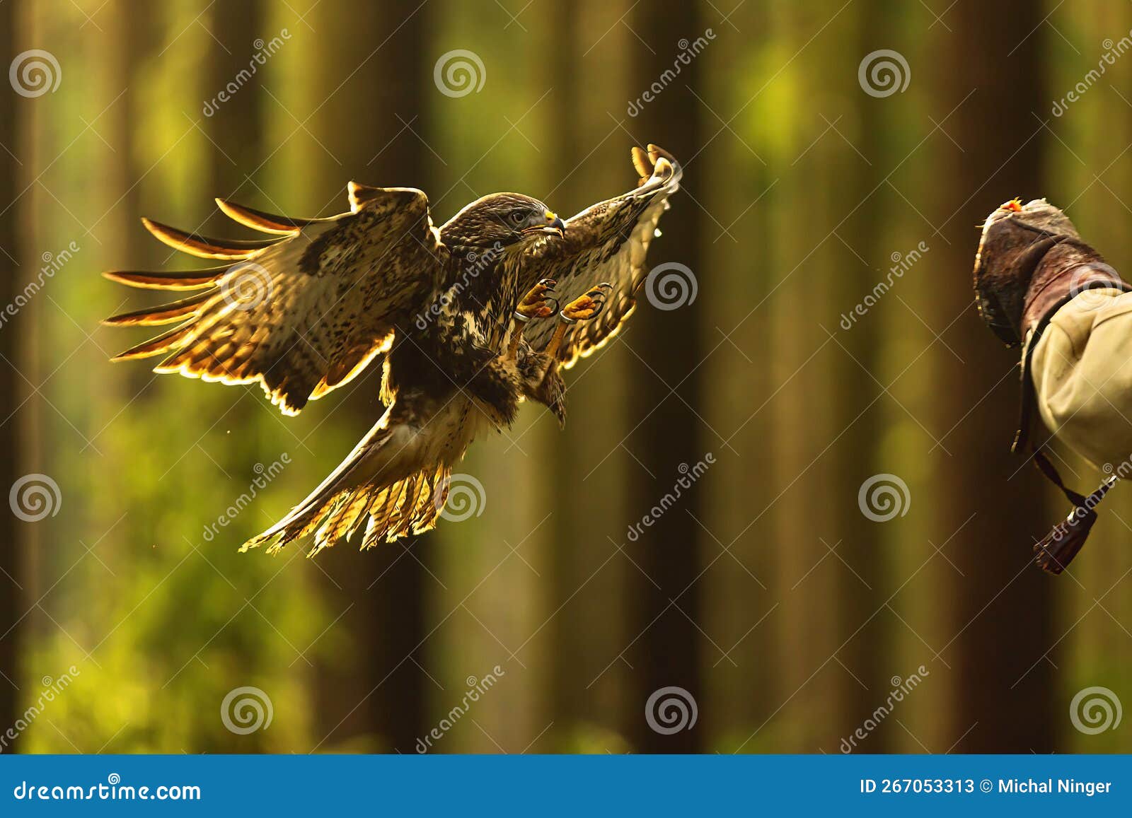 Common Buzzard Buteo Buteo Sits on His Gloved Hand Stock Image - Image ...