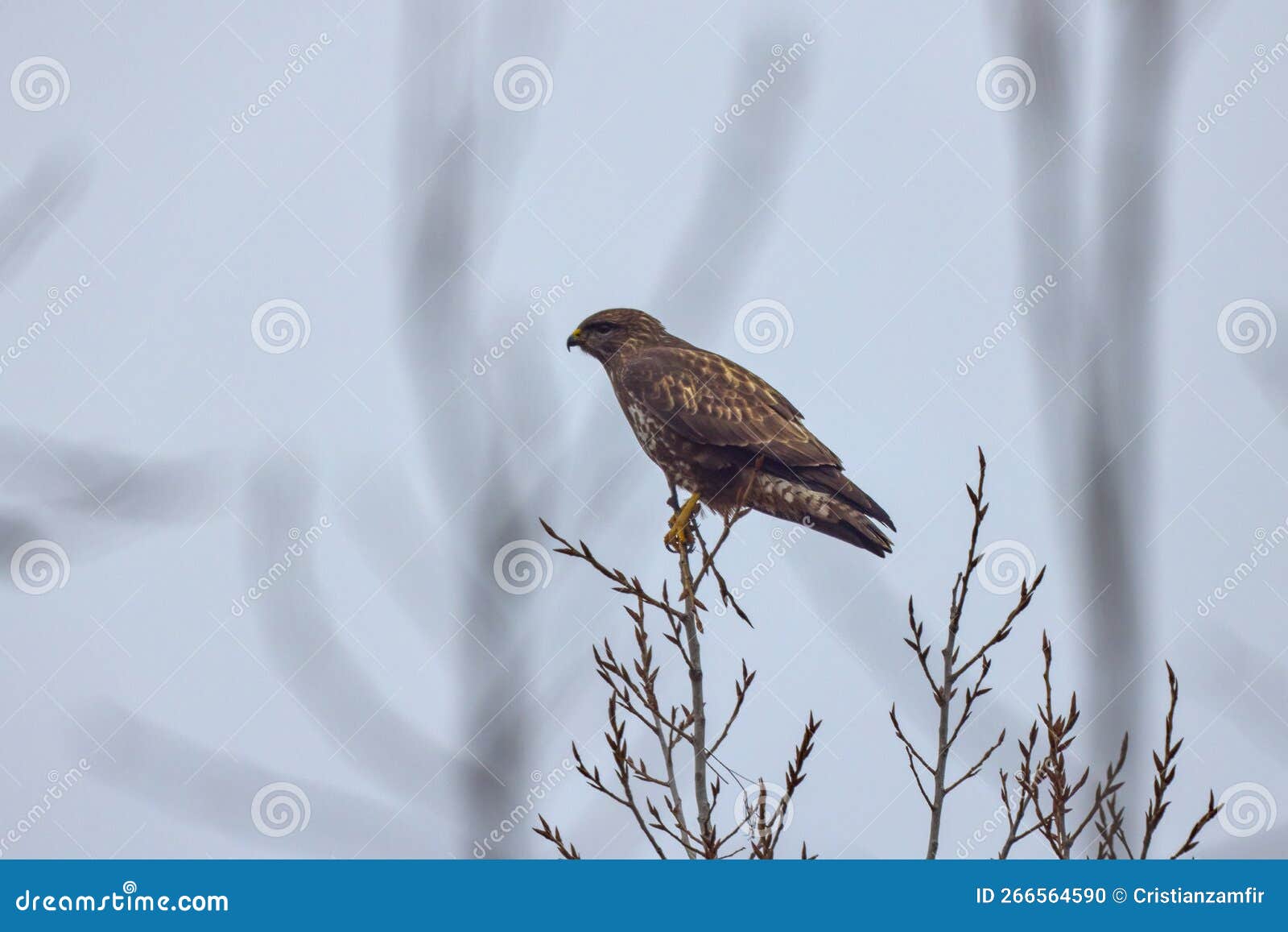 Common Buzzard Buteo Buteo Taking of a Tree Stock Photo - Image of hawk ...