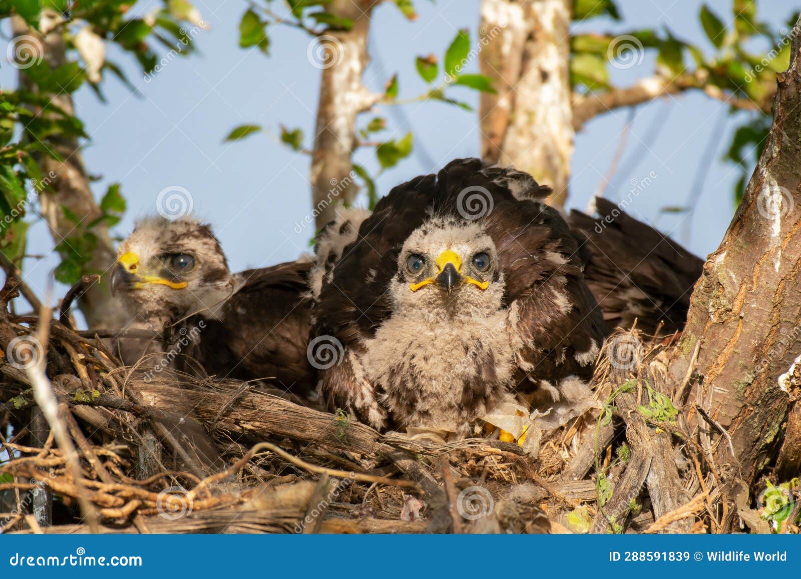 Common Buzzard Buteo Buteo, in the Wild Stock Image - Image of life ...