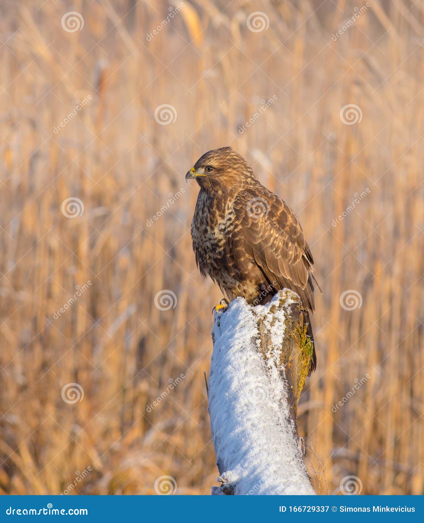 Common Buzzard - Buteo Buteo - in Winter Stock Image - Image of winter ...