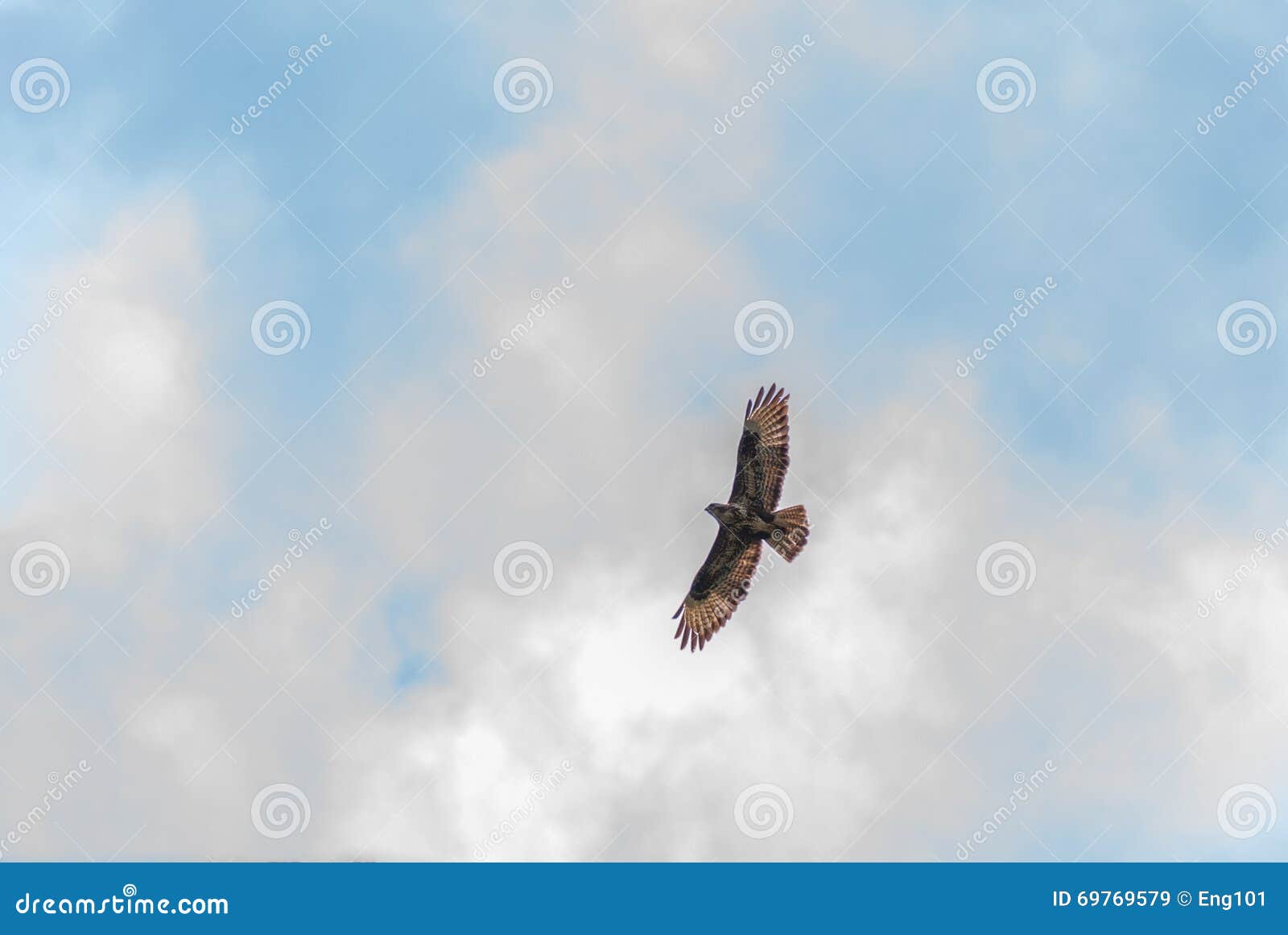 Common Buzzard Calling while Flying Stock Image - Image of wings, wide ...