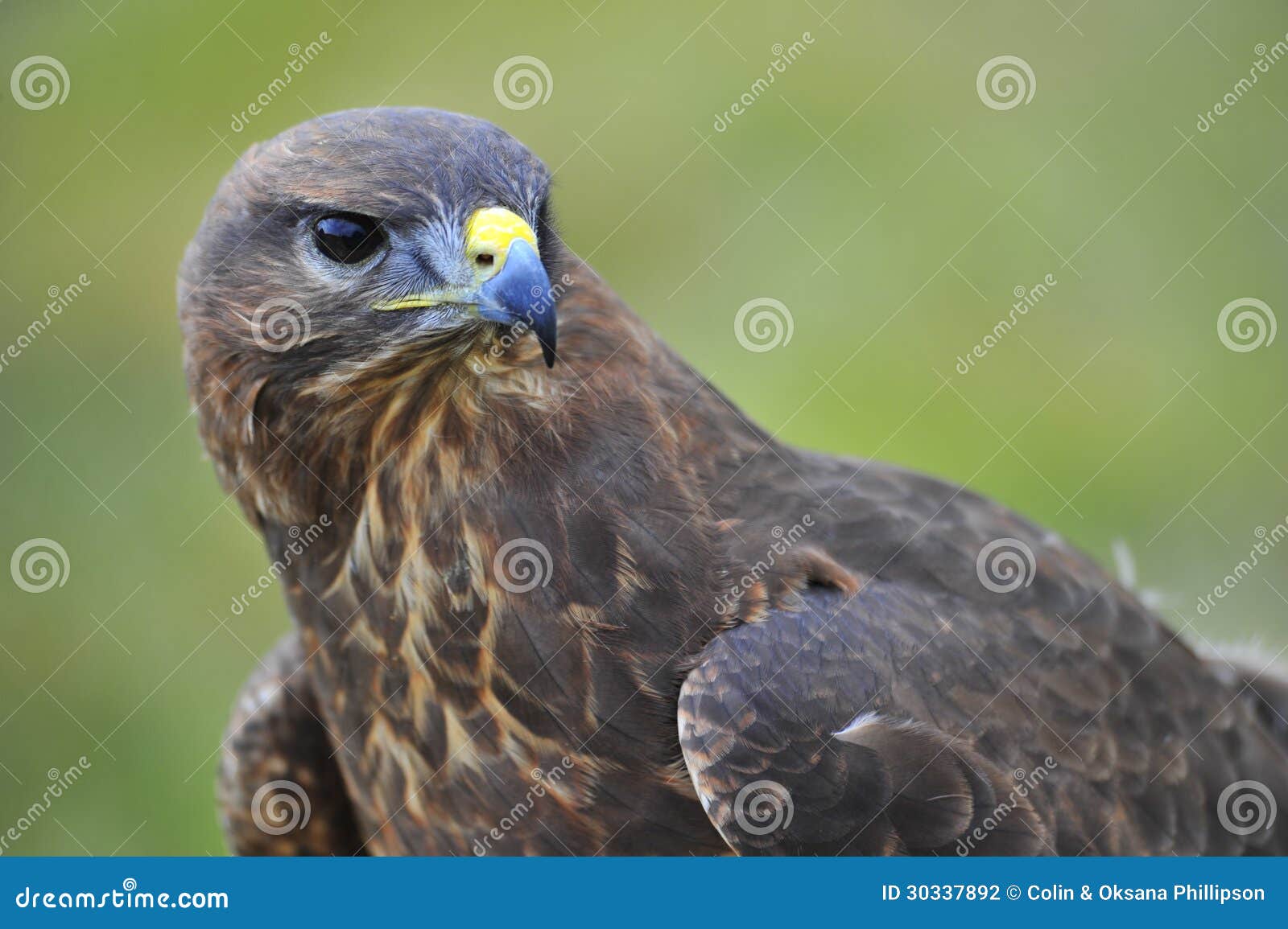 Common Buzzard stock photo. Image of eagle, common, cold - 30337892