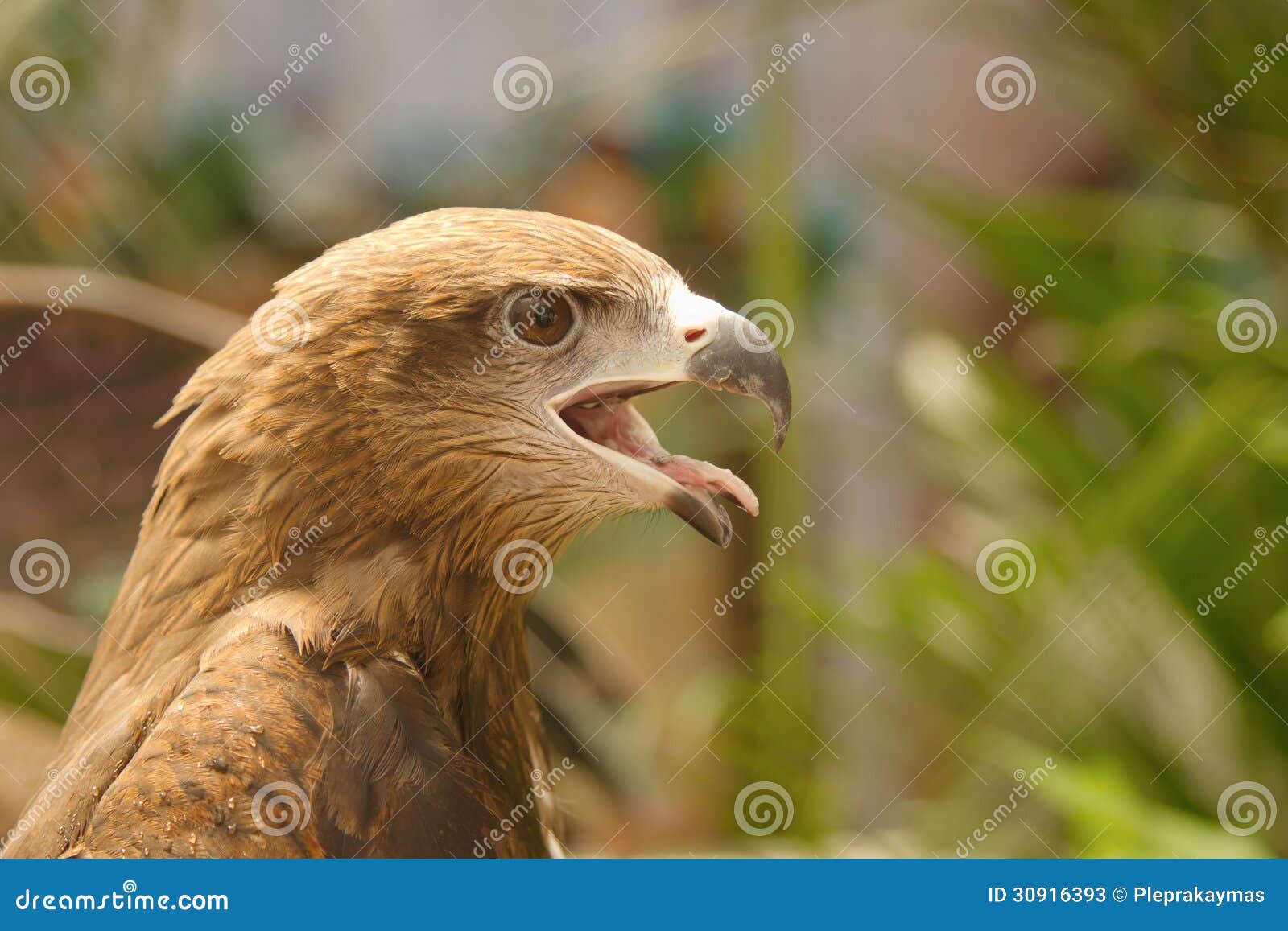 A common buzzard stock image. Image of nature, bird, wildlife - 30916393