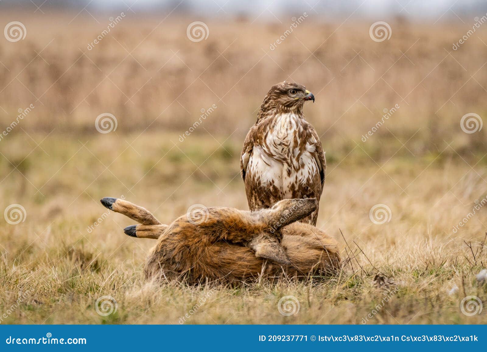 Common Buzzard with Dead Deer Stock Image - Image of buzzard, honger ...