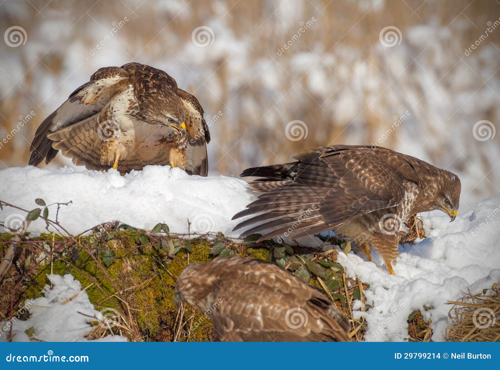 Common Buzzard Defending the Food Source Stock Photo - Image of ...